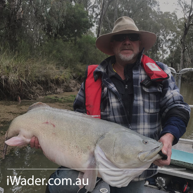 Murray Cod “Ponde” The River Creator – iWader